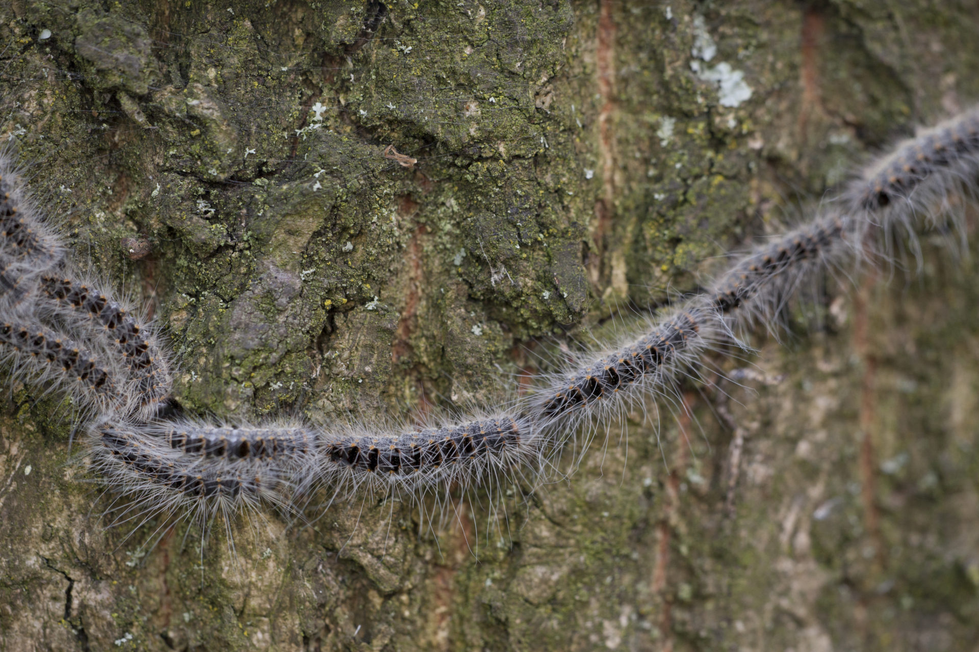 Preventieve bestrijding eikenprocessierups van start - Uddel Info