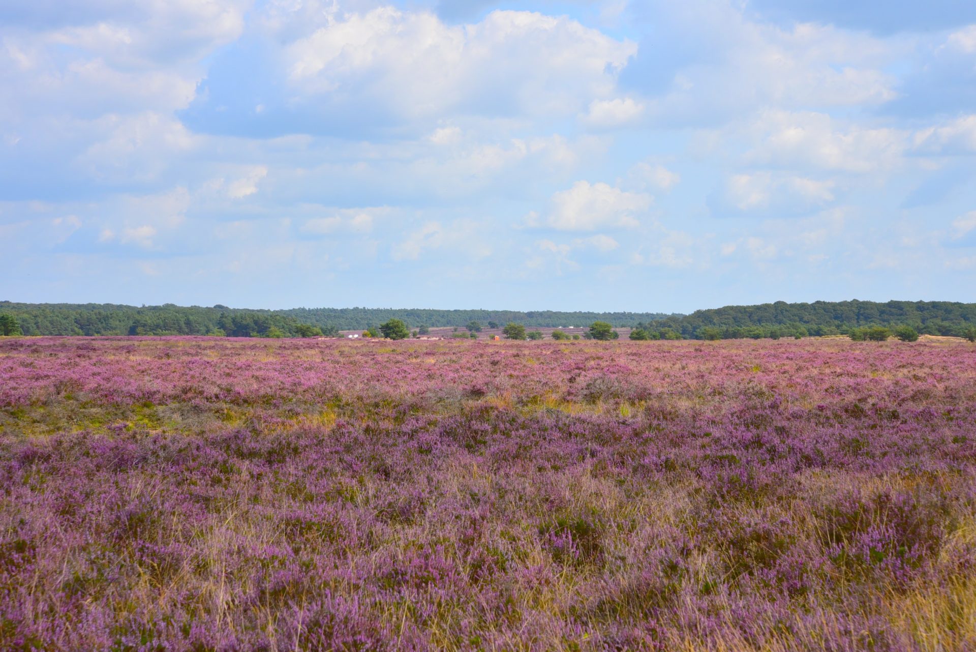 Foto's: prachtige bloeiende heide - Uddel Info