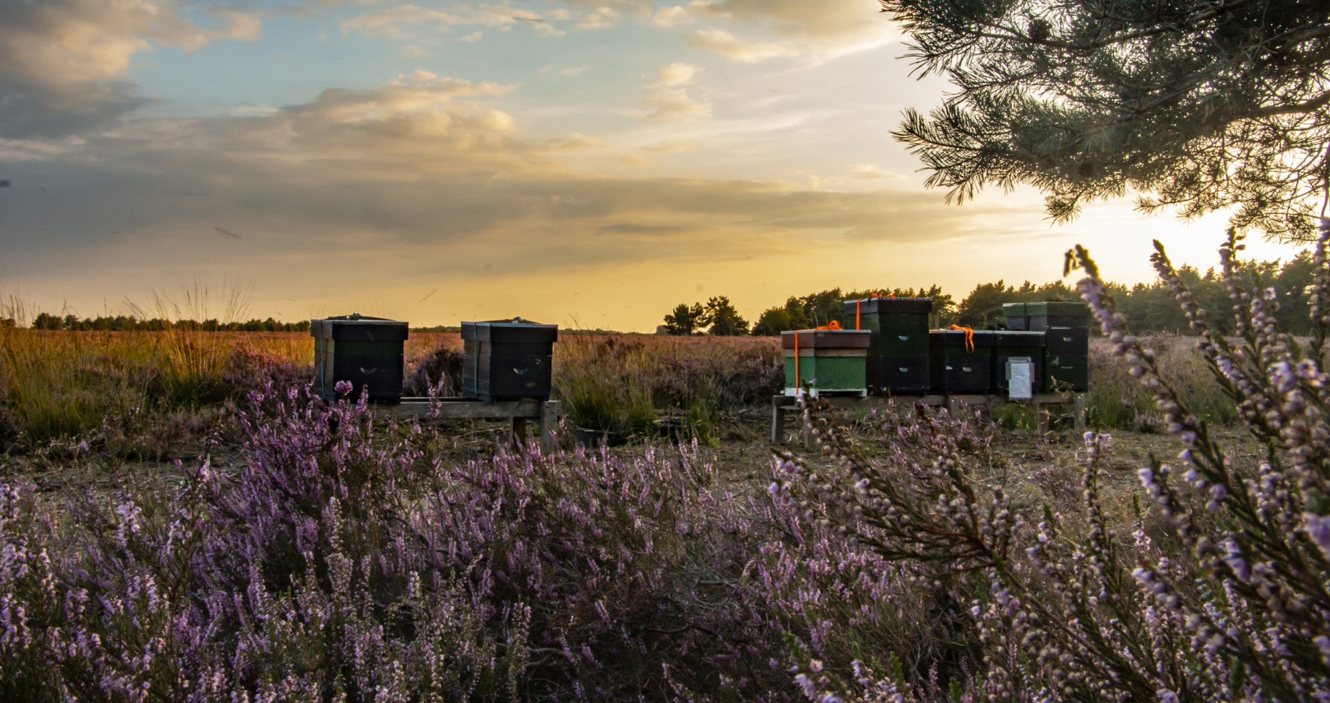 Ontdek Uddel | Uddel Natuurlijk