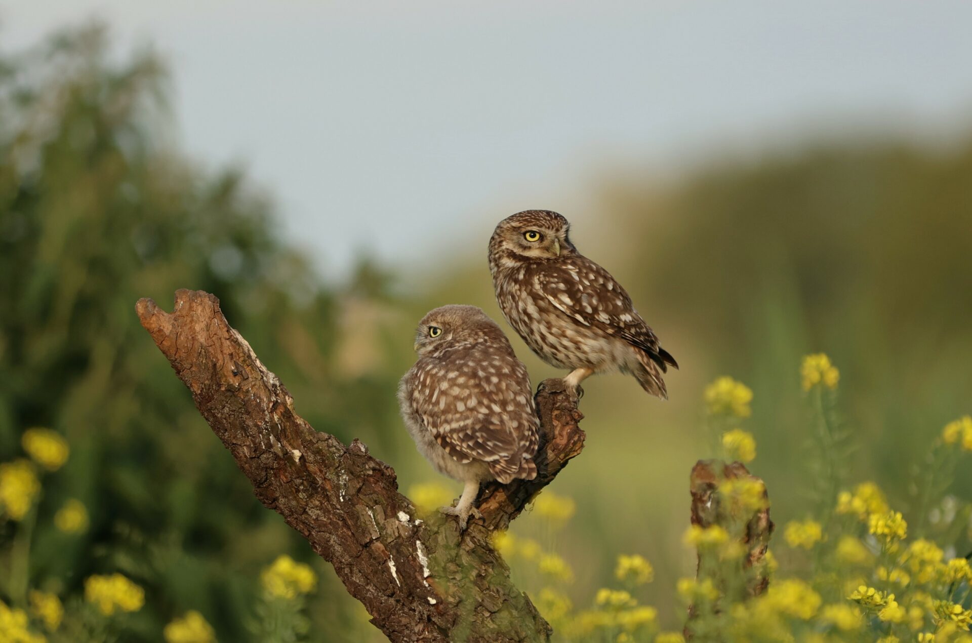 Ontdek Uddel | Uddel Natuurlijk